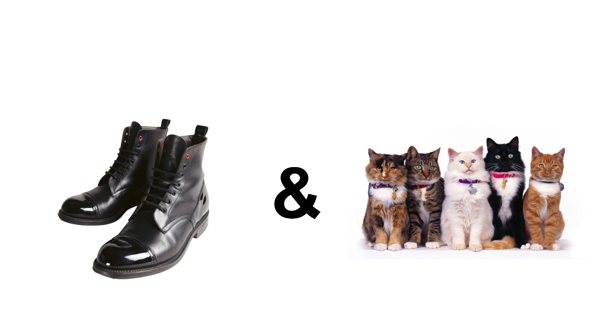 WELCOME TO CAT CITY • dotdotdot